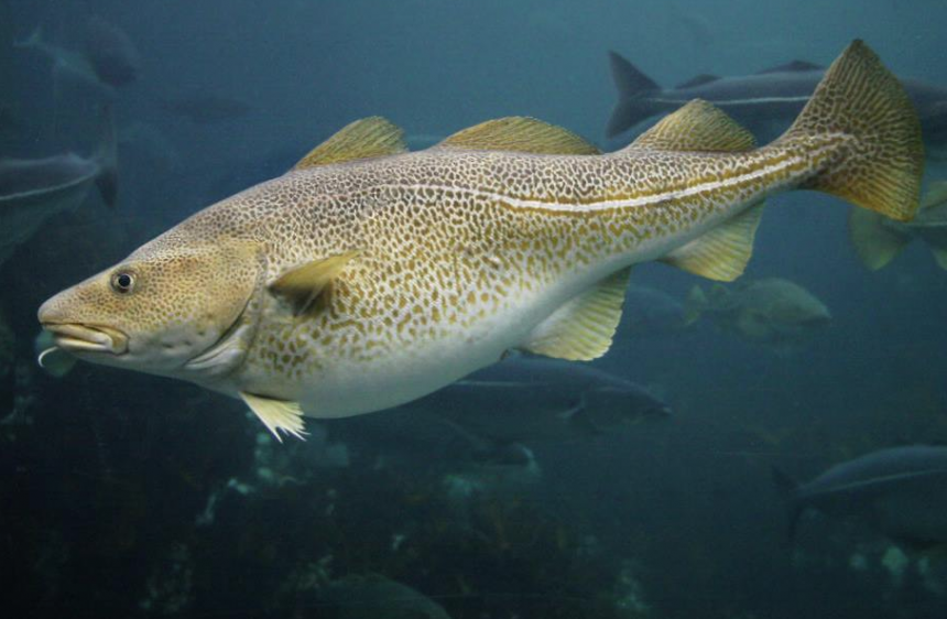 Cumbria Guide | Paul Armstrong from Cumbria Tackle shares his fishing tips