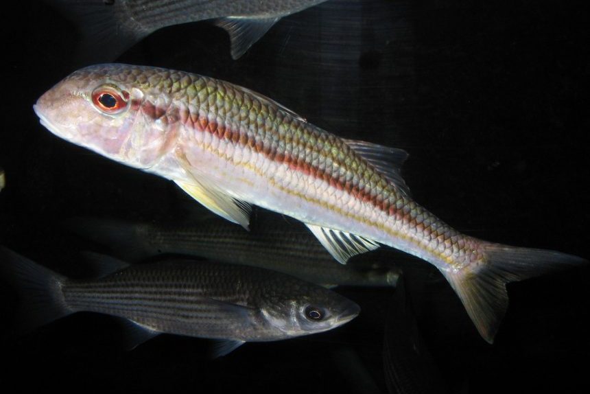 Cumbria Guide | 56. The Red Mullet (Mullus Surmeletus) Wildlife of the ...