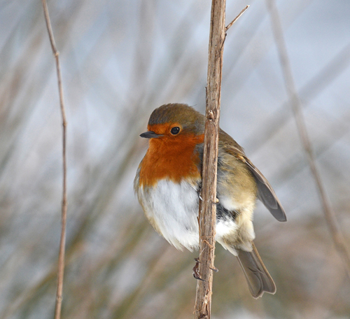 Cumbria Guide | Carrie Calvert - Photographer in Focus | Cumbria Guide