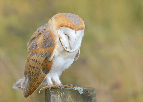 Cumbria Guide | Carrie Calvert - Photographer in Focus | Cumbria Guide