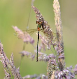 Cumbria Guide | Carrie Calvert - Photographer in Focus | Cumbria Guide