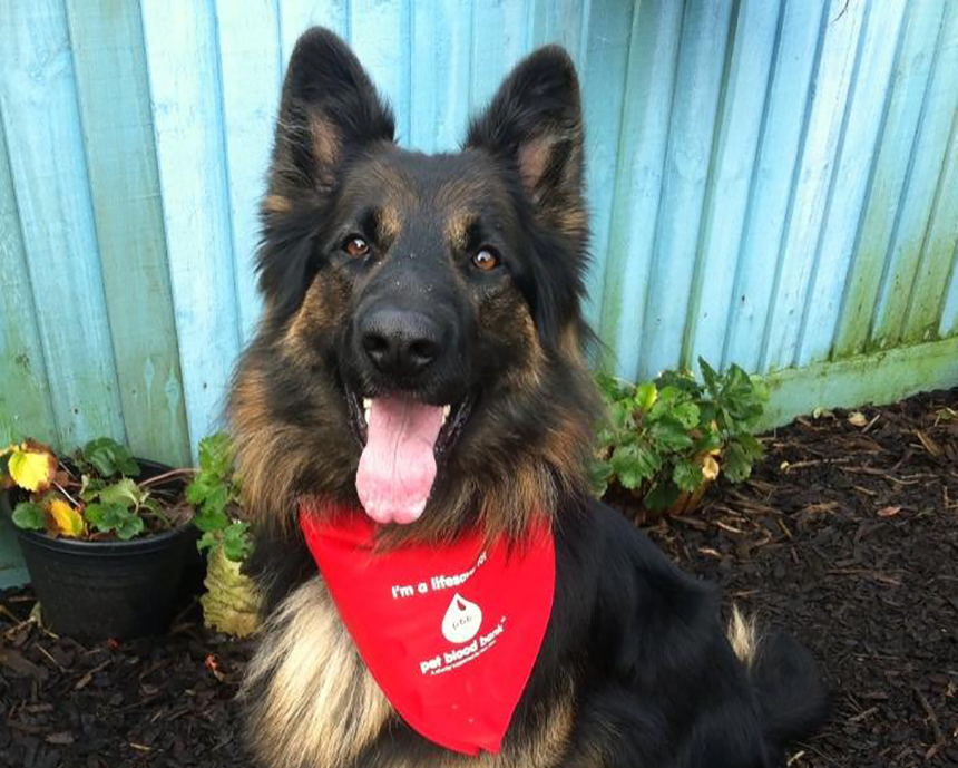 Cumbria Guide | Oak Tree Animals’ Charity teams up with Pet Blood Bank ...