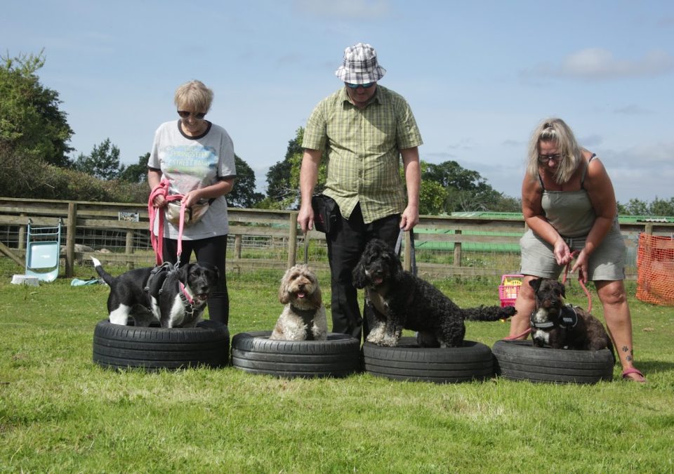 Cumbria Guide | Oak Tree Animals Summer Fair This Saturday! | Cumbria Guide