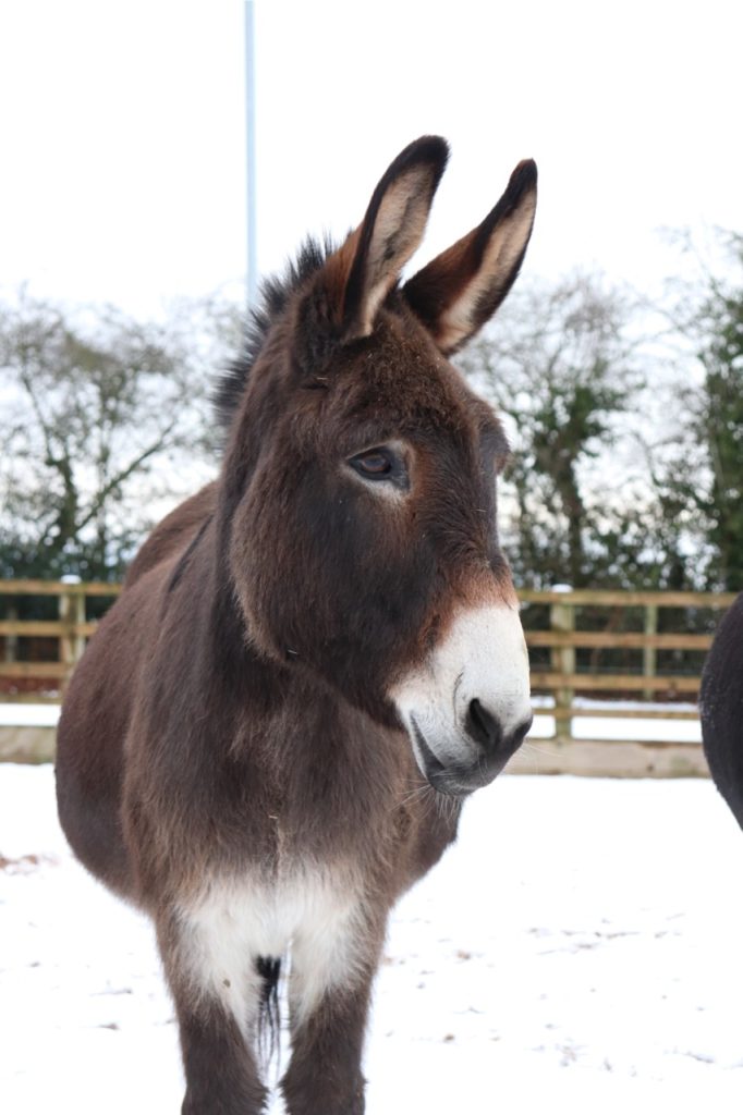 Cumbria Guide | Oak Tree Animals’ Charity’s Christmas Appeal: Your Gift ...