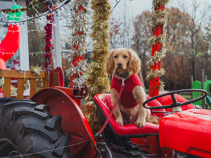 Cumbria Guide | Christmas Market raises over £7000 for Oak Tree ...