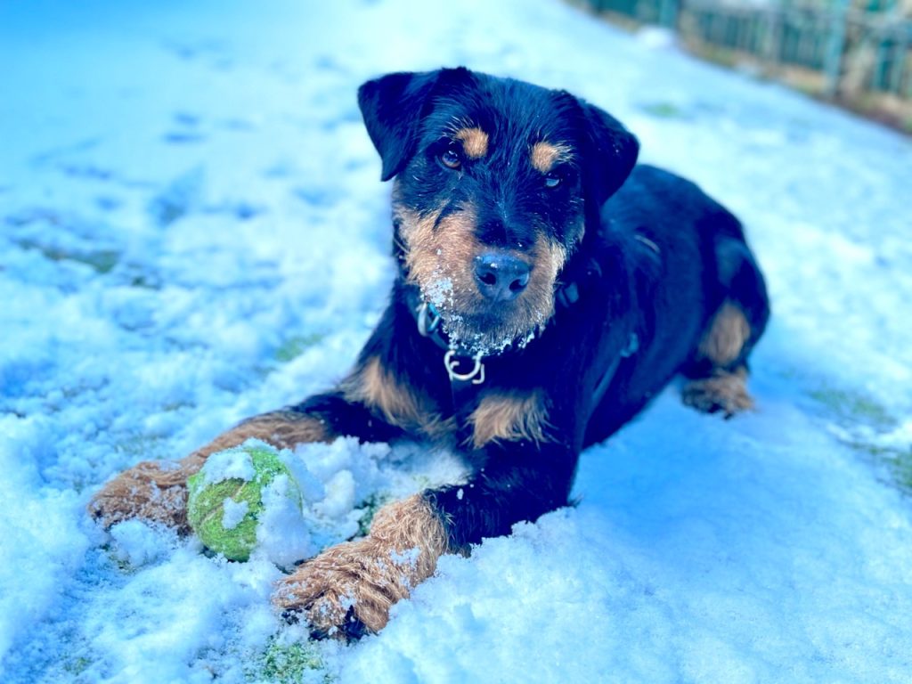 Cumbria Guide | Oak Tree Animals’ Charity’s Christmas Appeal: Your Gift ...