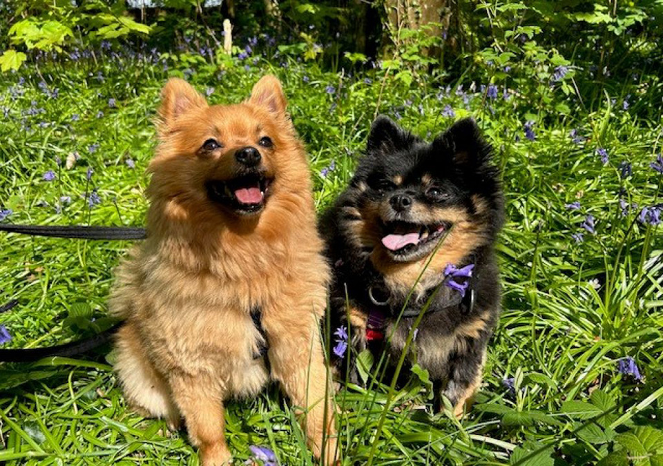 Cumbria Guide | Meet the Pets of the Week at Oak Tree Animals Charity ...