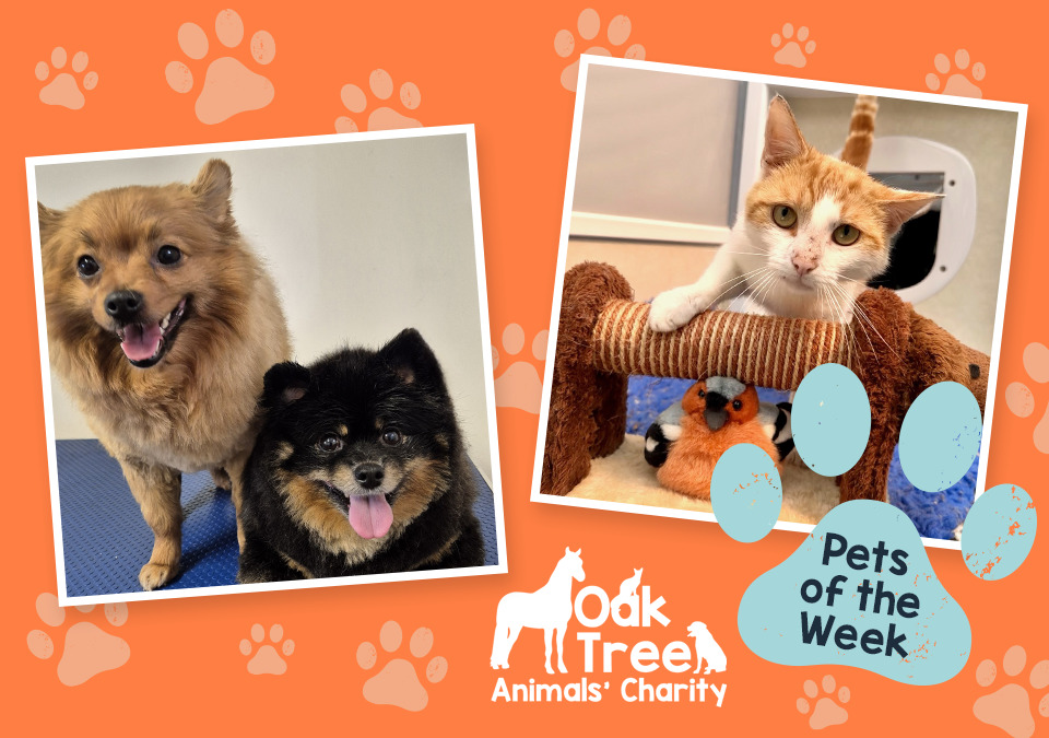 Cumbria Guide | Meet the Pets of the Week at Oak Tree Animals Charity ...