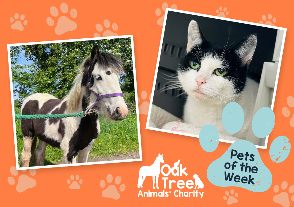 Cumbria Guide | Oaktree Animals - Pets of the Week! | Cumbria Guide