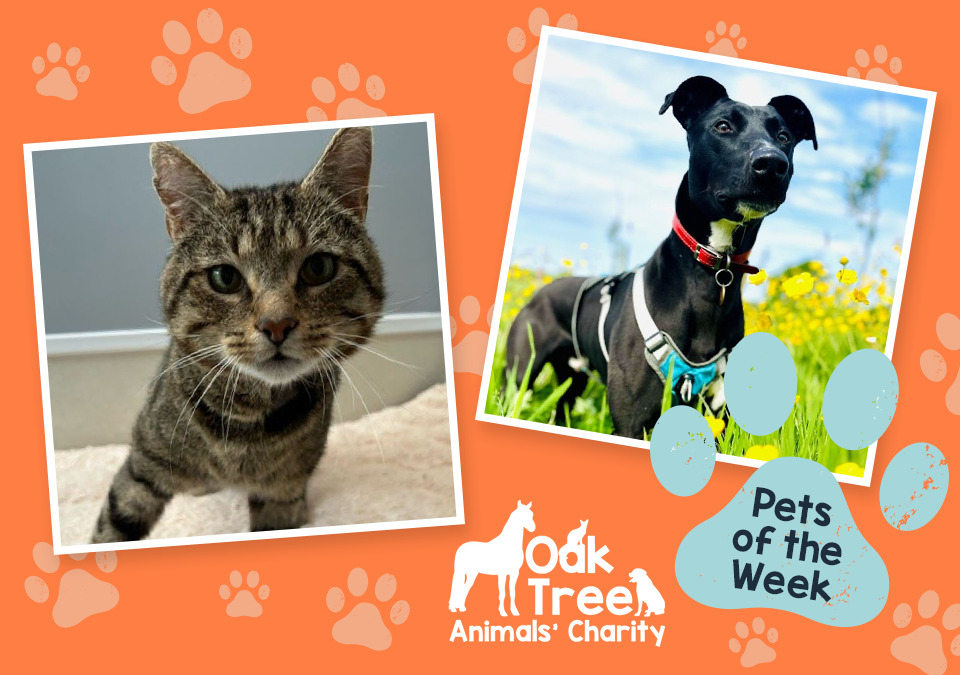 Cumbria Guide | Oaktree Animals' PETS OF THE WEEK 🐾 Meet Alan & Josh ...