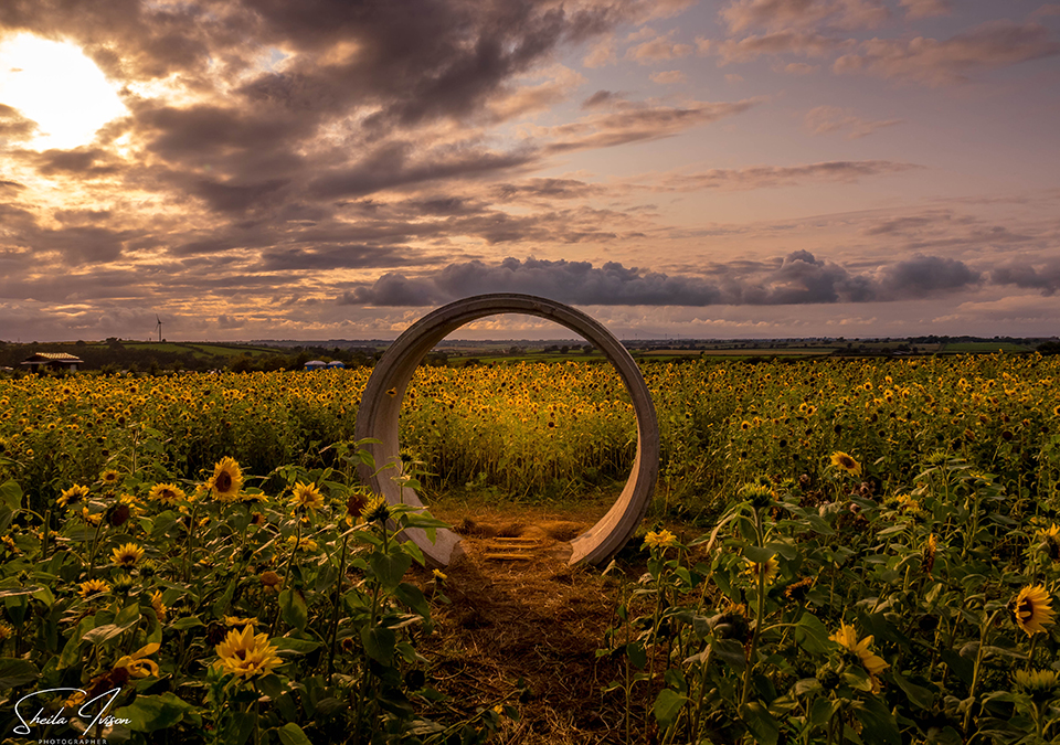 Cumbria Guide | Fields of Gold at Crummock Bank Farm | Cumbria Guide