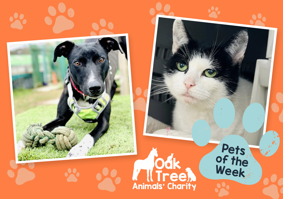 Cumbria Guide | Oak Tree Animals' PETS OF THE WEEK - Meet Rogan ...