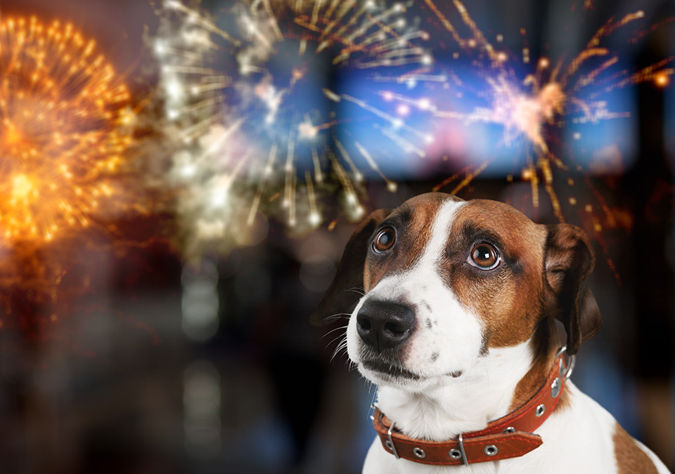 Cumbria Guide | Fireworks Season Survival Guide: Alleviating Animal ...