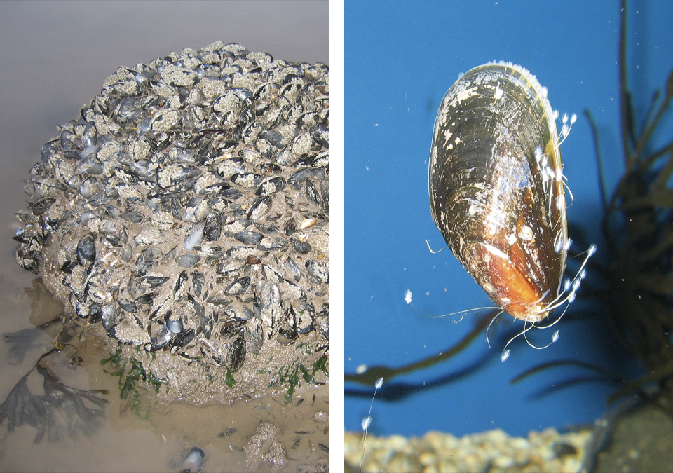 Cumbria Guide | Wildlife of the Solway Firth [85] The Common Mussel ...