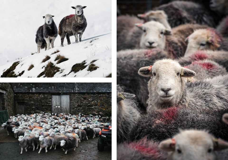 Cumbria Guide | THE HISTORY OF OUR HERDWICKS | Cumbria Guide