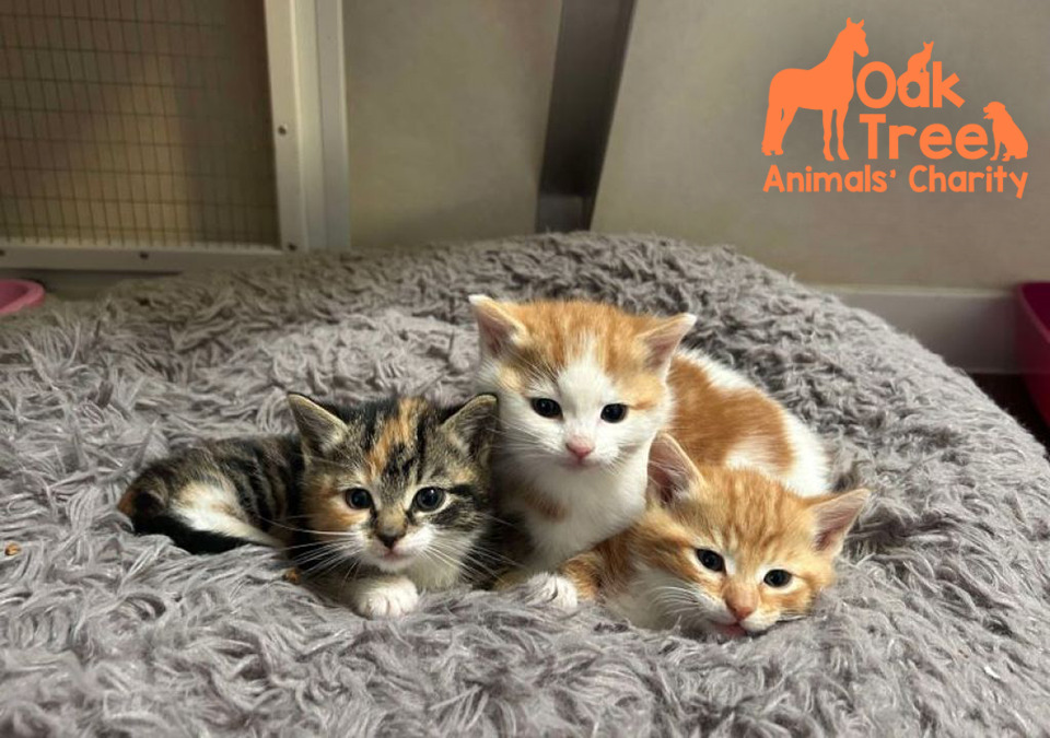 Cumbria Guide | Oak Tree Animals Charity Sees 102% Increase in Animals ...