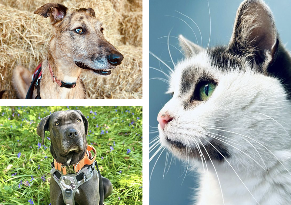 Cumbria Guide | Oak Tree Animals Charity Sees 102% Increase in Animals ...