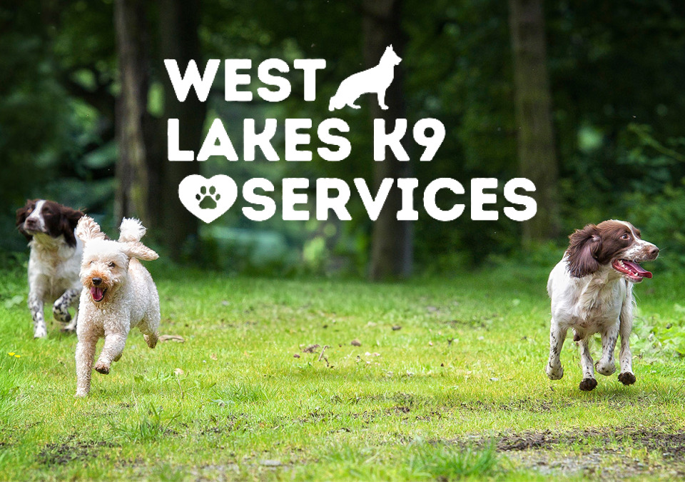 Cumbria Guide | WEST LAKES K9 SERVICES: Exceptional pet care in West ...