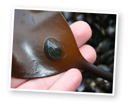 Cumbria Guide | Wildlife of The Solway Firth [92] - The Blue Rayed ...